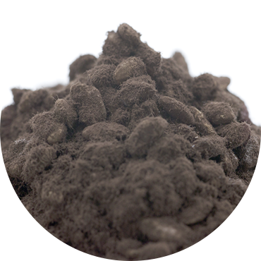 Black koji mold (Aspergillus iuchuensis)